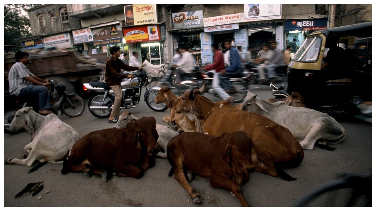 Beef ban in India: A complete guide to laws, politics, and religious ...