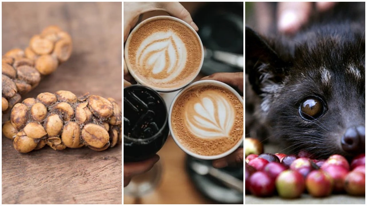 Which is the world's most expensive coffee and how it is obtained ...