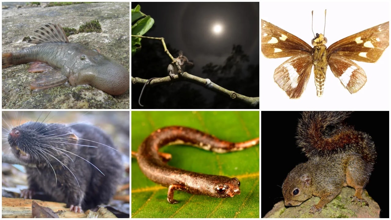 27 new species unveiled in Peru, swimming mouse is one of them - Newsblare