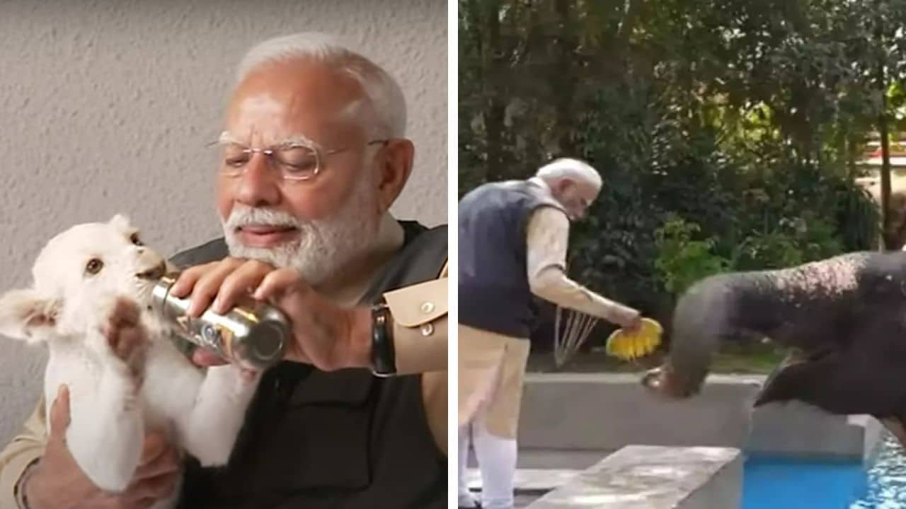 PM Modi inaugurates Vantara in Jamnagar, feeds and play with species ...