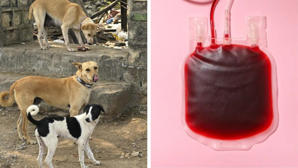 Hyderabad Activists Allege Stray Dogs Drained as Blood Banks at Pet ...